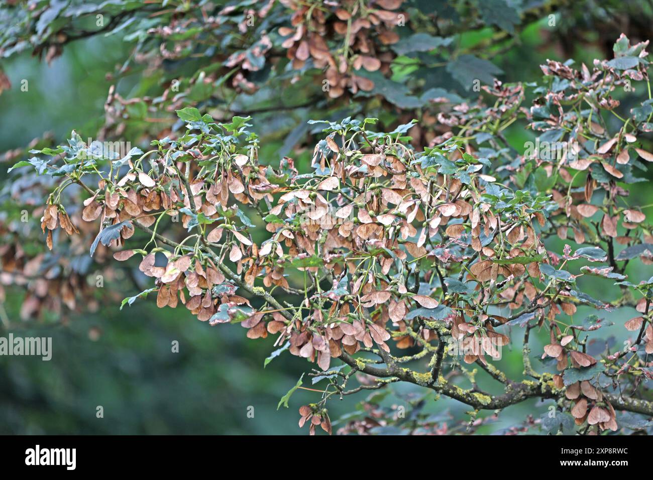 Früchte von Laubgehölzen Das Blüten vom Bergahorn hängen im Monat ...