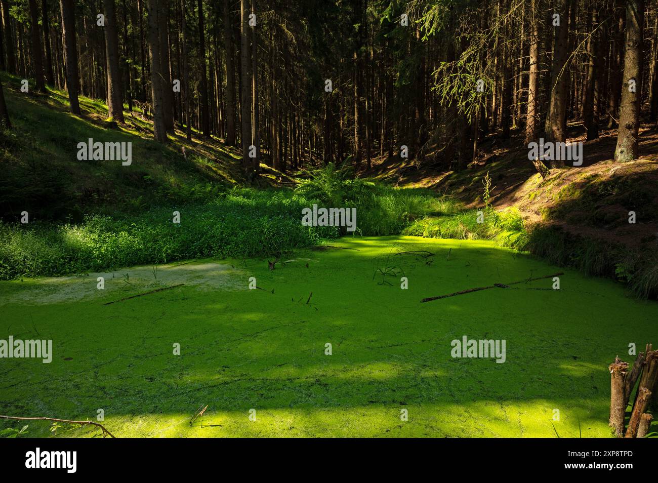 small green pond behind the Komstkochsteich pond in the thuringian ...