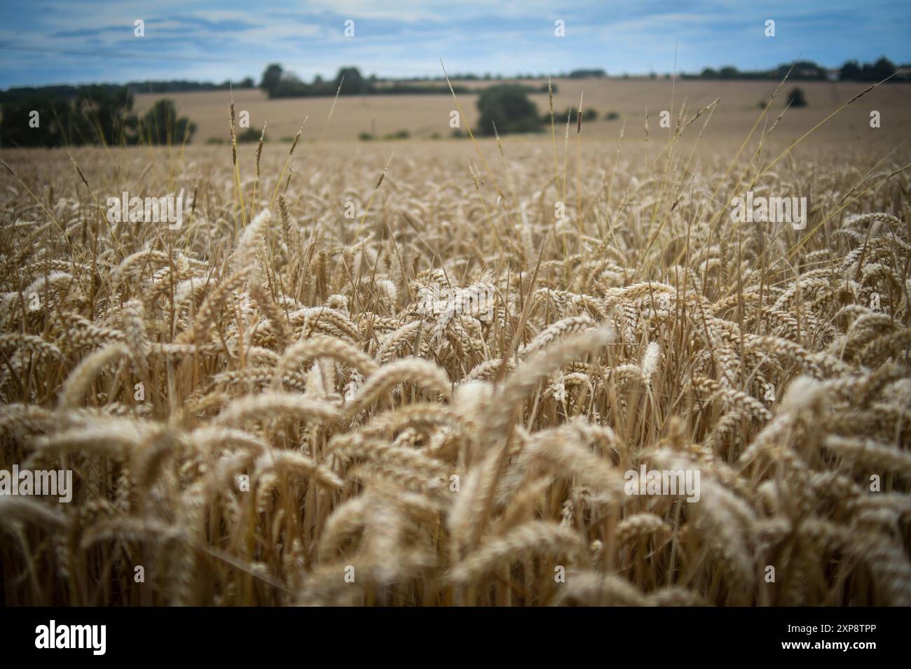 wheat field ready for harvest Stock Photo - Alamy