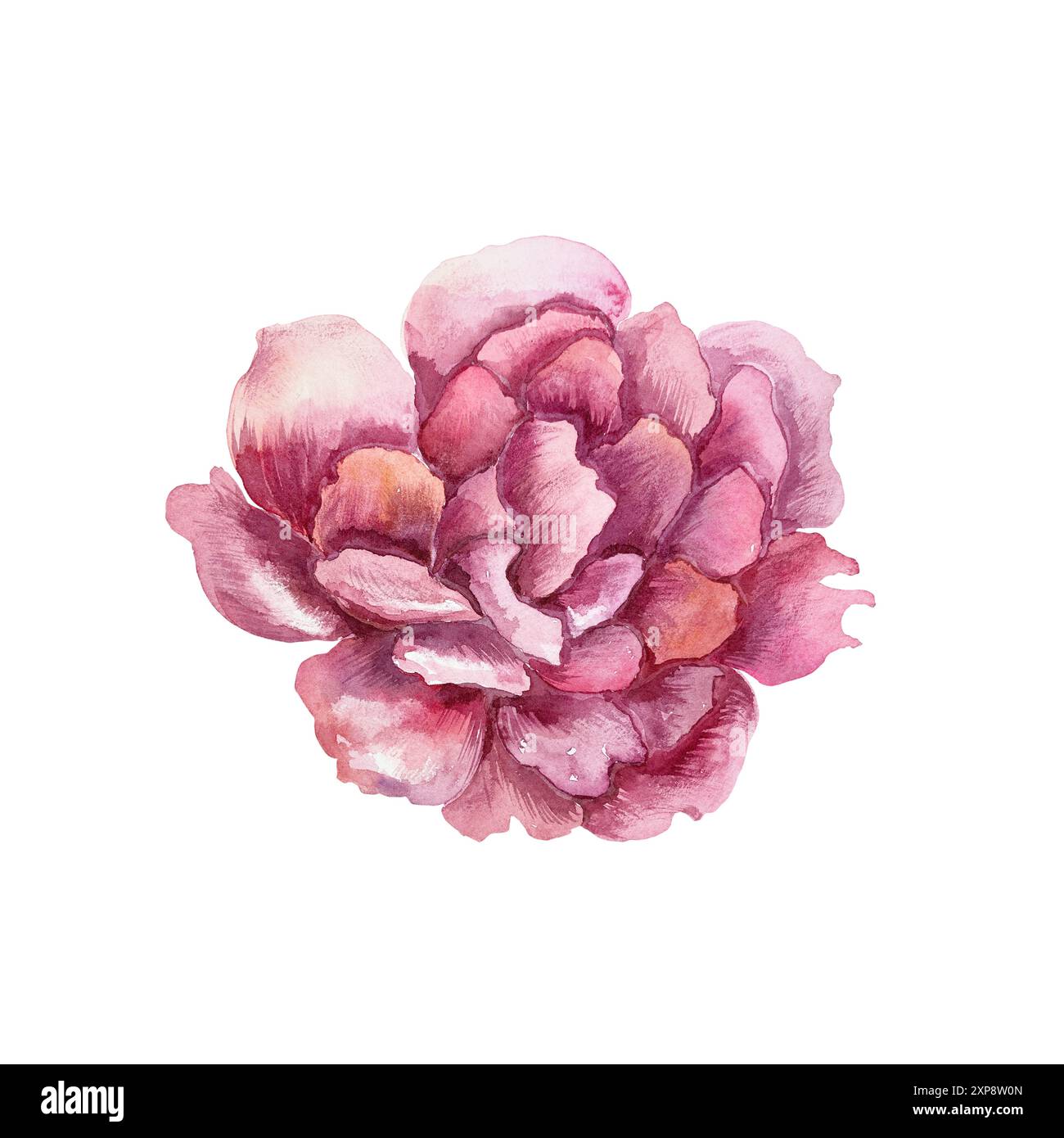 Peony, burgundy flower. Hand drawn botanical watercolor illustration ...