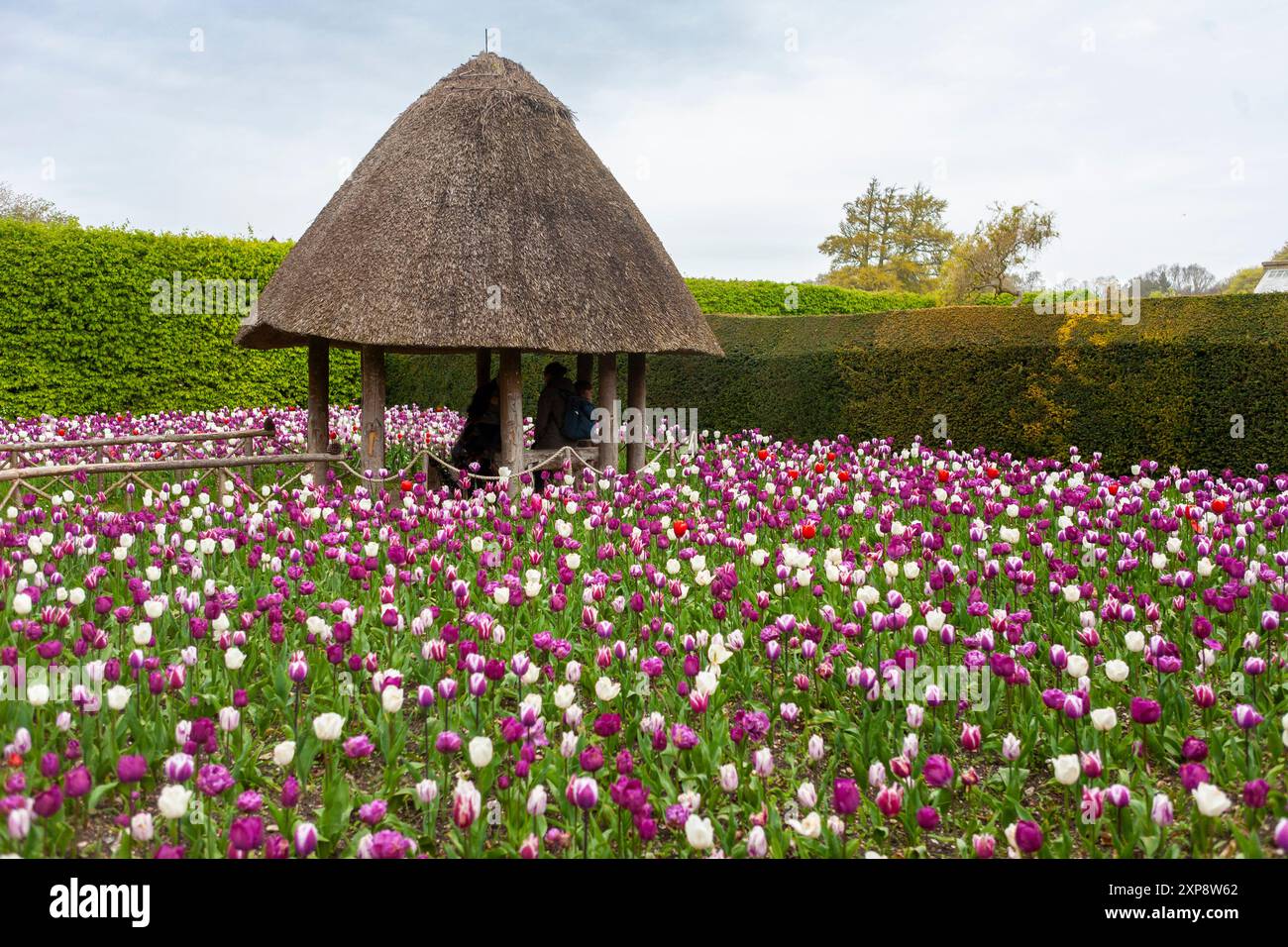 The thatched roundhouse surrounded by a beautiful display of tulips ...