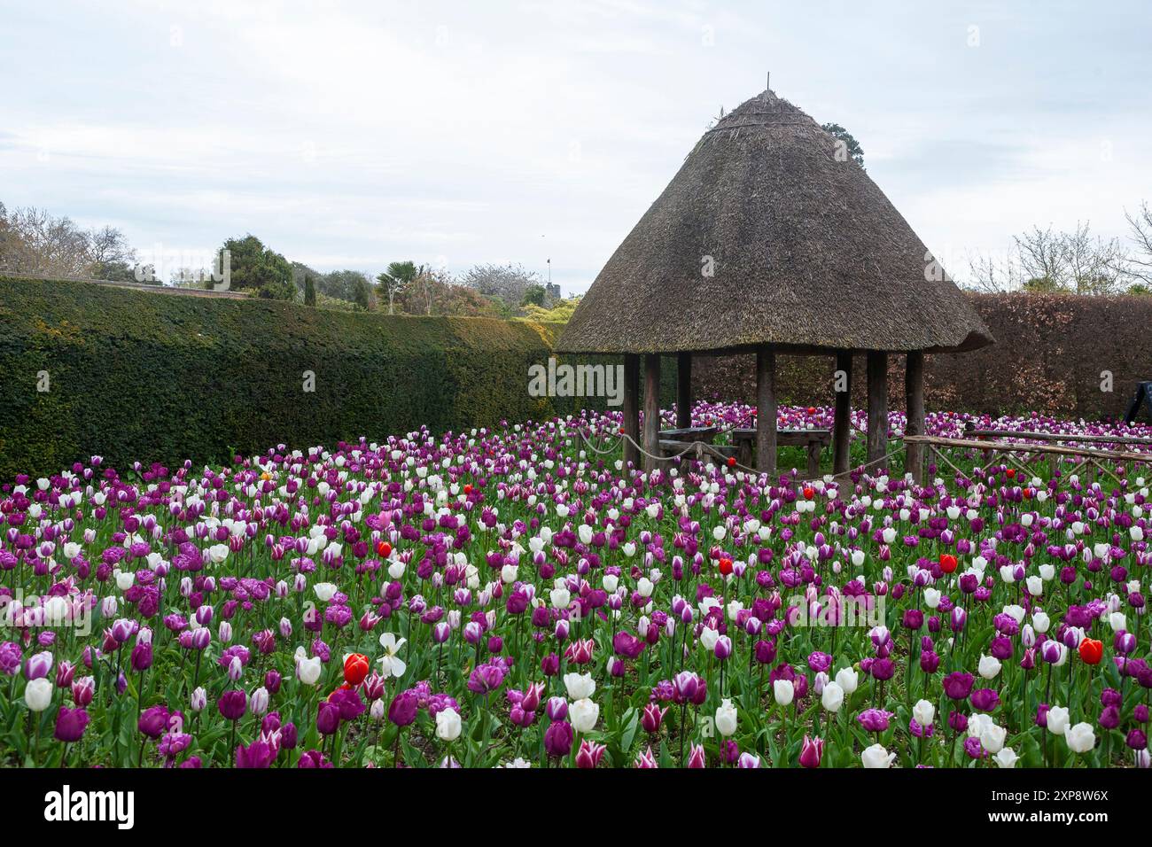 The thatched roundhouse surrounded by a beautiful display of purple and ...