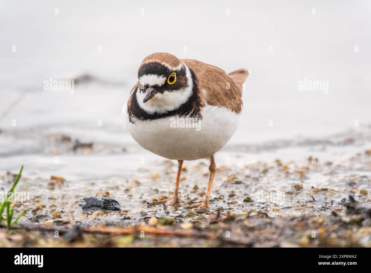 Little ringed plover in natural habitat. Portrait of Little ringed ...