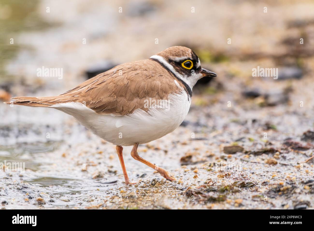 Little ringed plover in natural habitat. Portrait of Little ringed ...