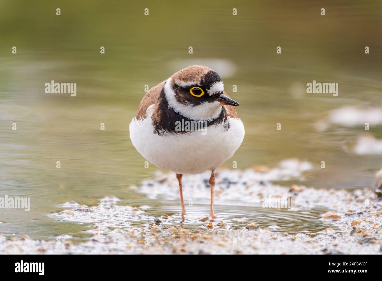 Little ringed plover in natural habitat. Portrait of Little ringed ...