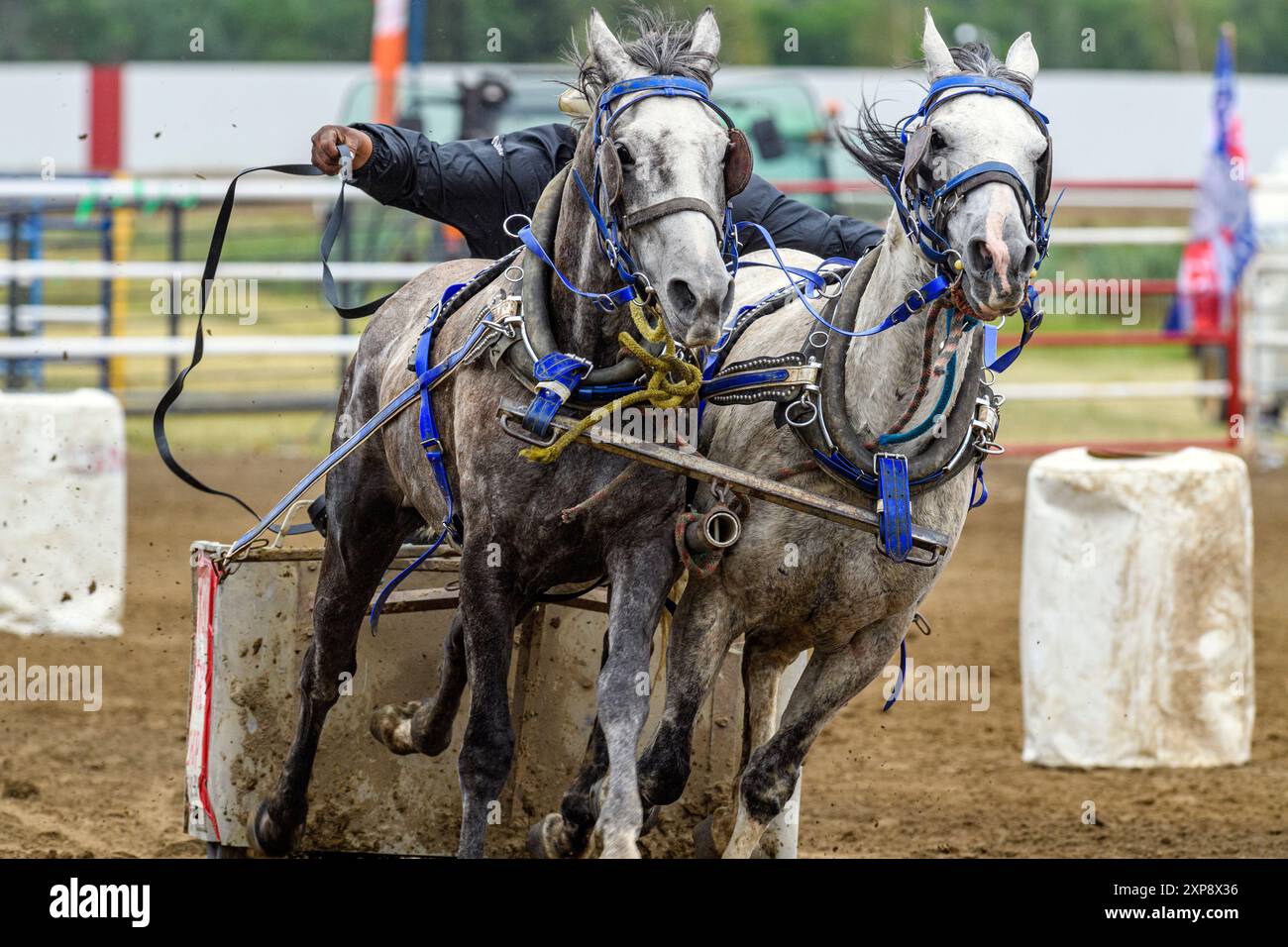Horse cart races (Chariot race) at the Neyaskweyahk Native Classic held ...