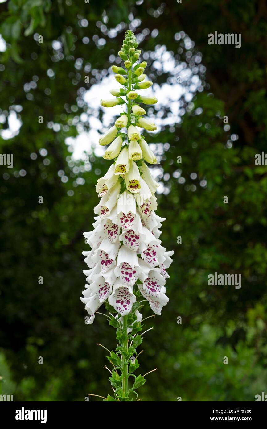Vertical view of white foxglove (Digitalis purpurea albiflora) growing ...
