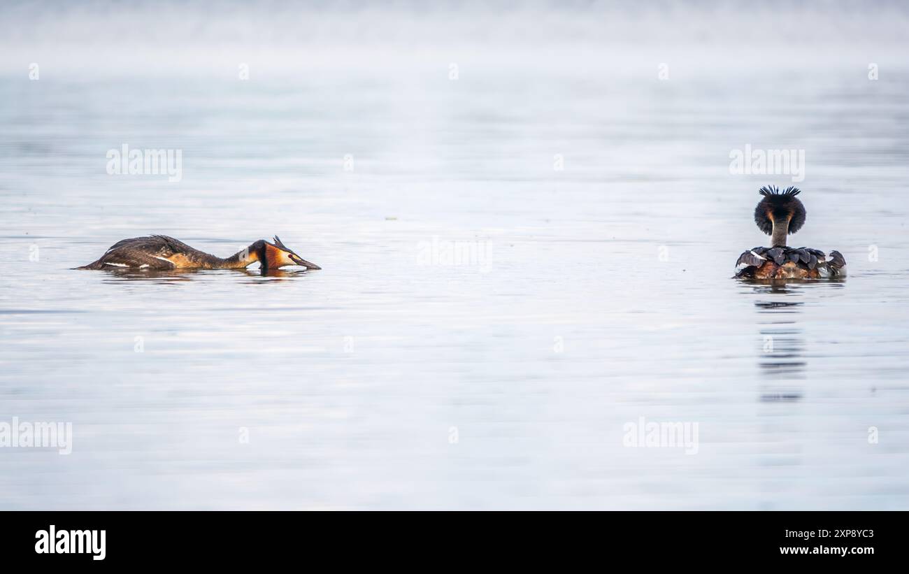 Two male grebes fighting in water. Fight of two adult great crested ...