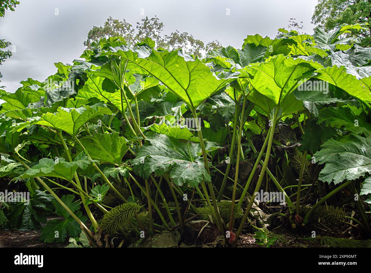 Background photography of Gunnera manicata, giant rhubarb, leaf; plant ...