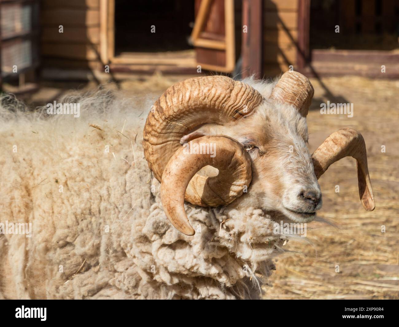 Portrait of male mini sheep or Ovis aries. Furry farm animal in paddock ...