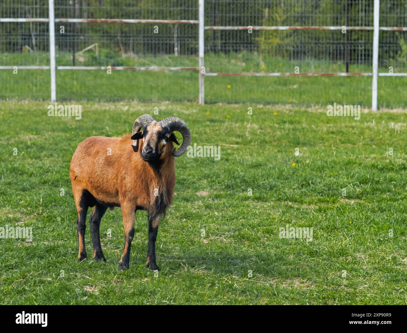West african dwarf sheep hi-res stock photography and images - Alamy
