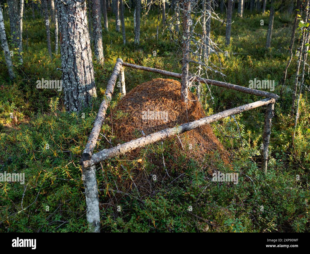 Big anthill is fenced with fences made of tree trunks. Protection of natural objects from ...