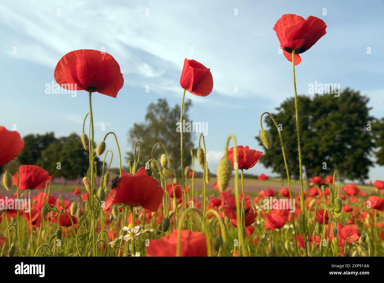 field of red poppies or Common poppy, corn poppy, corn rose, field ...