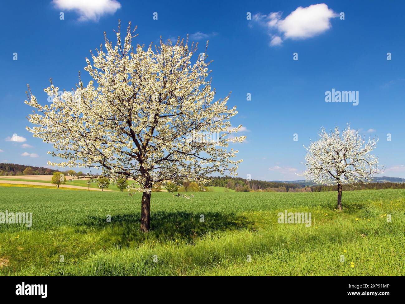 flowering cherry trees in latin Prunus cerasus with beautiful sky ...