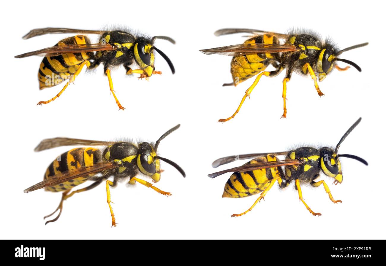 Set of four European wasps German wasp or German yellow jacket isolated ...