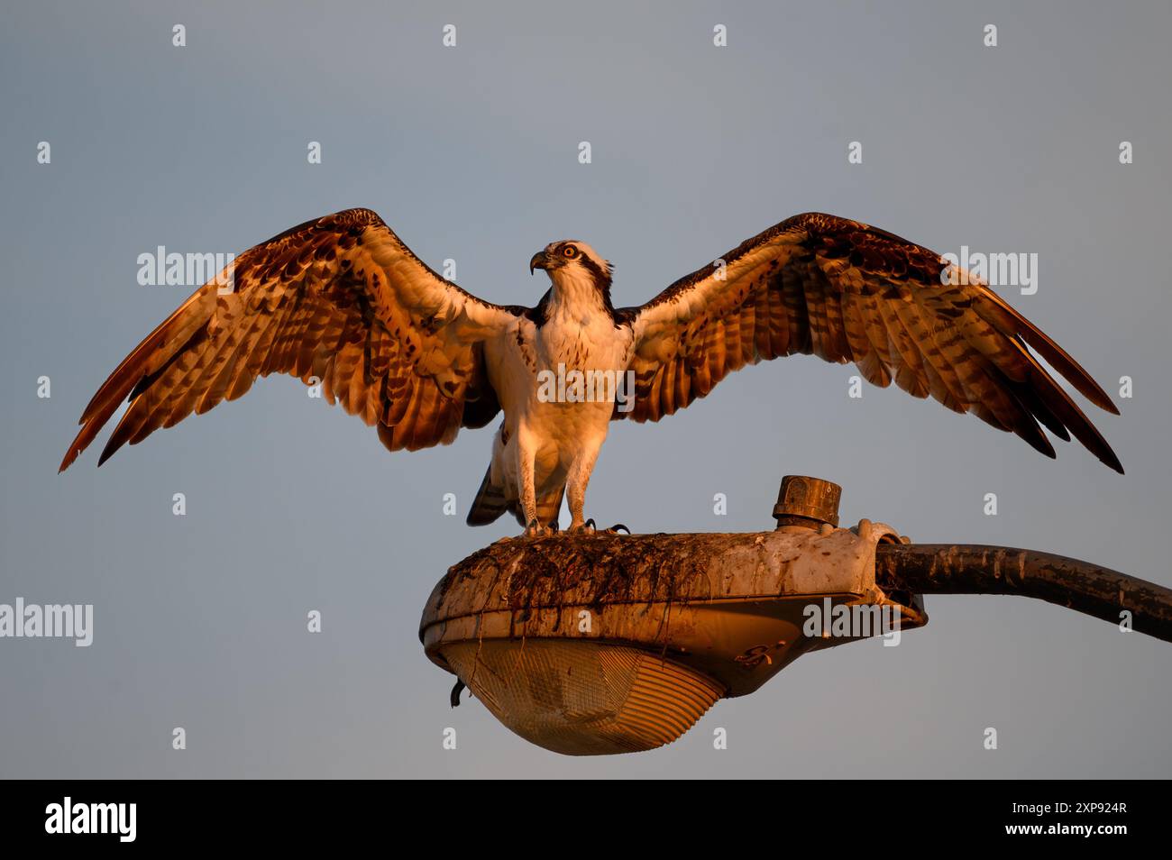 Osprey Portrait with Wings Spread During Sunset, American Wildlife ...