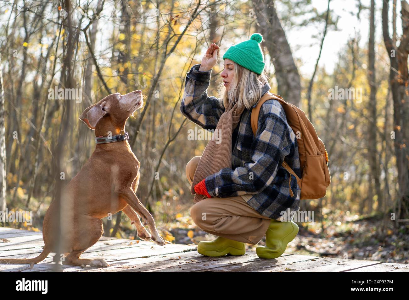 Serious woman trains dog holding treat trophy for exemplary behavior ...