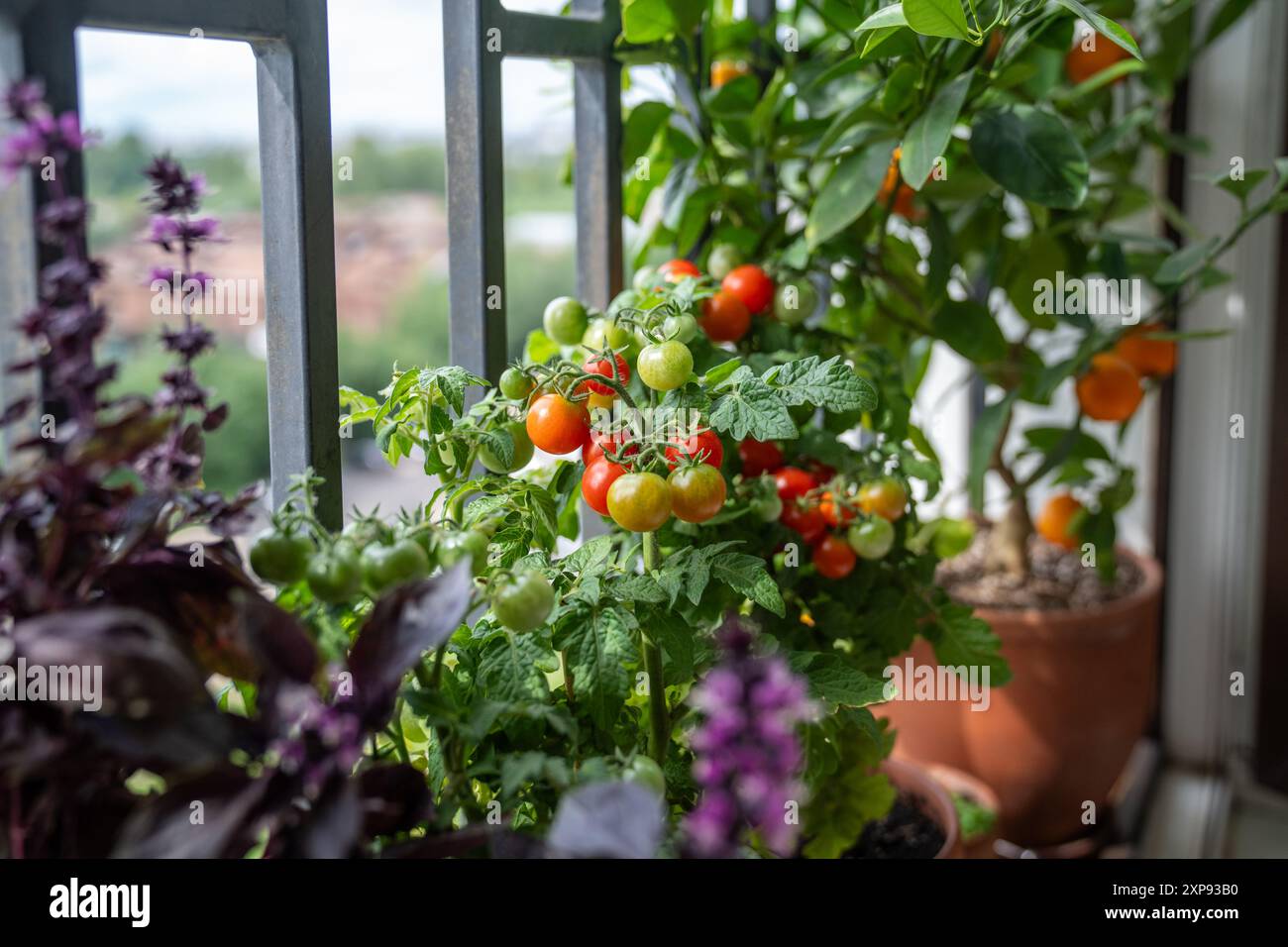 Homegrown small bush of cherry red tomato in clay pots growing on french balcony at home Stock ...