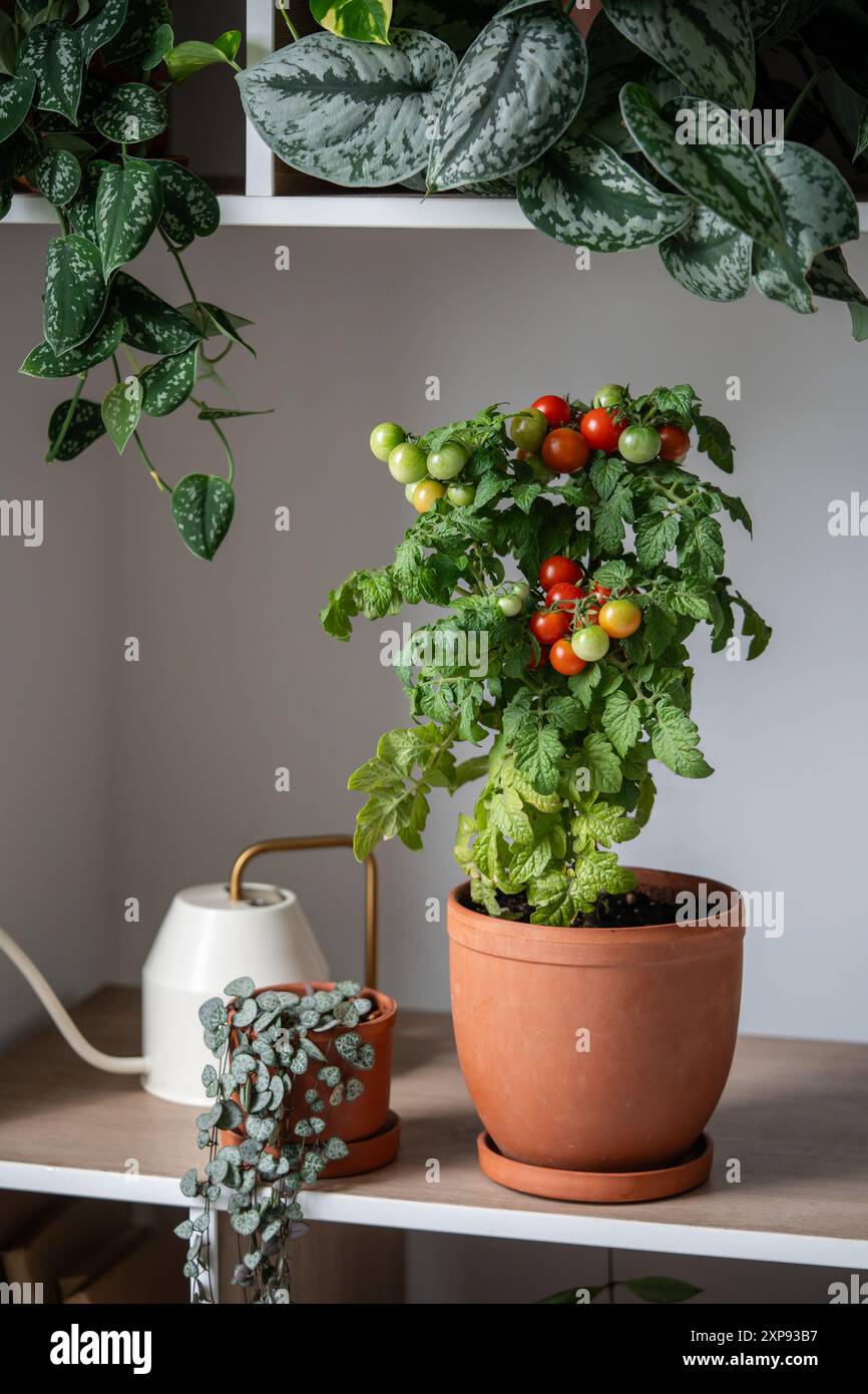 Homegrown small bush of balcony cherry red tomato in clay pot growing with houseplants at home ...