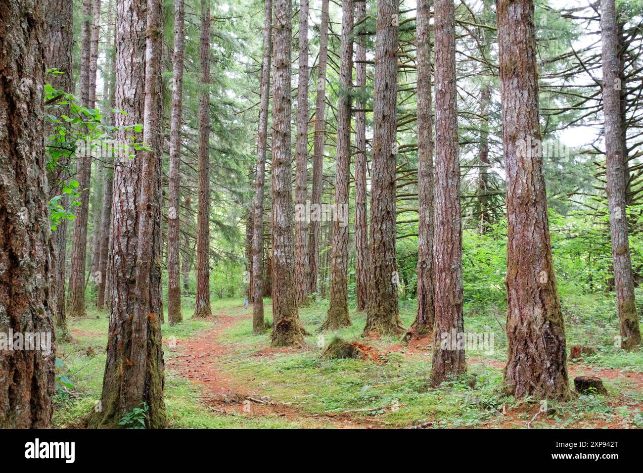 USA, Oregon, Springfield, Forest path, Fall Creek Lake Stock Photo - Alamy