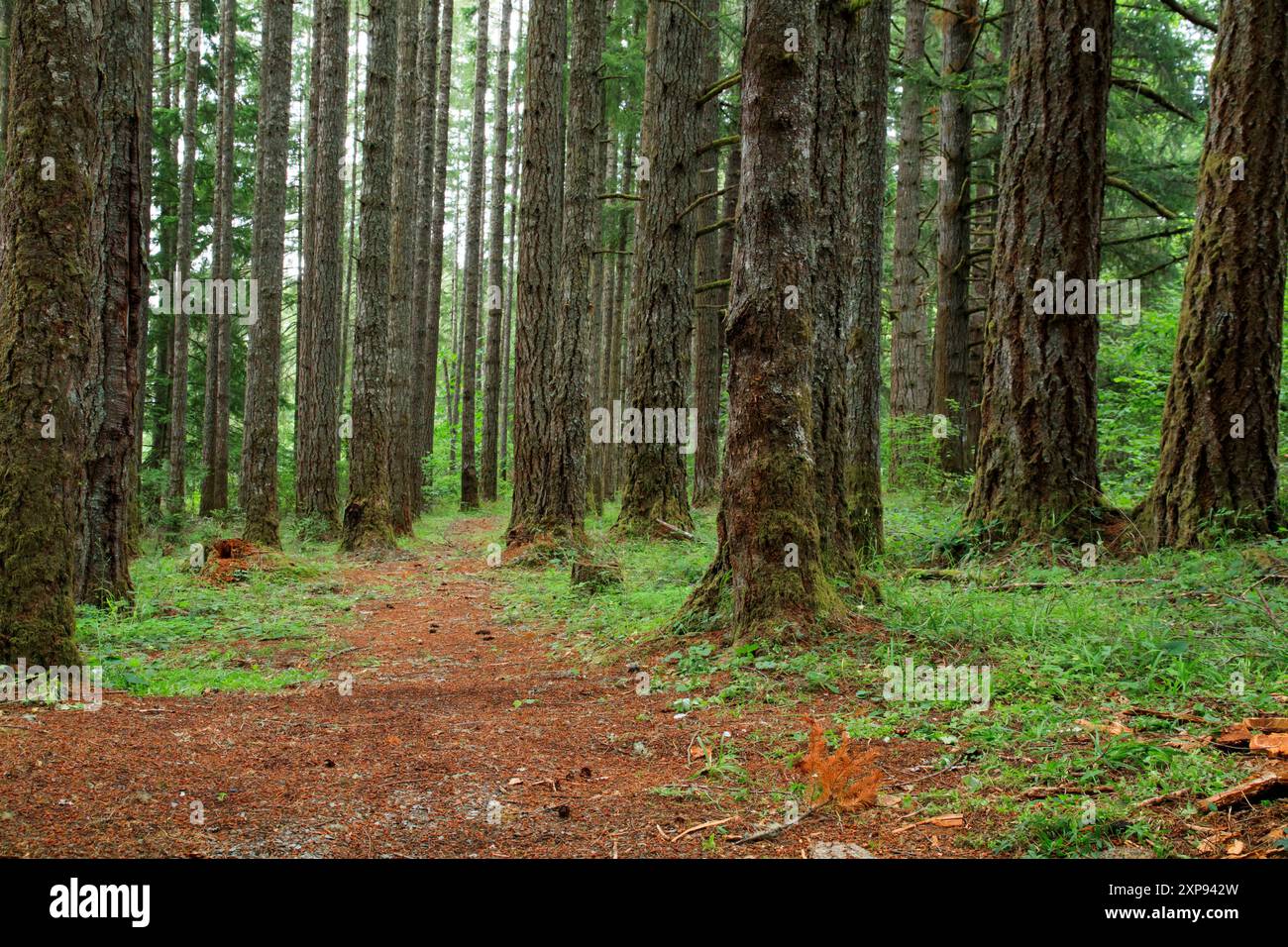 USA, Oregon, Springfield, Forest path, Fall Creek Lake Stock Photo - Alamy