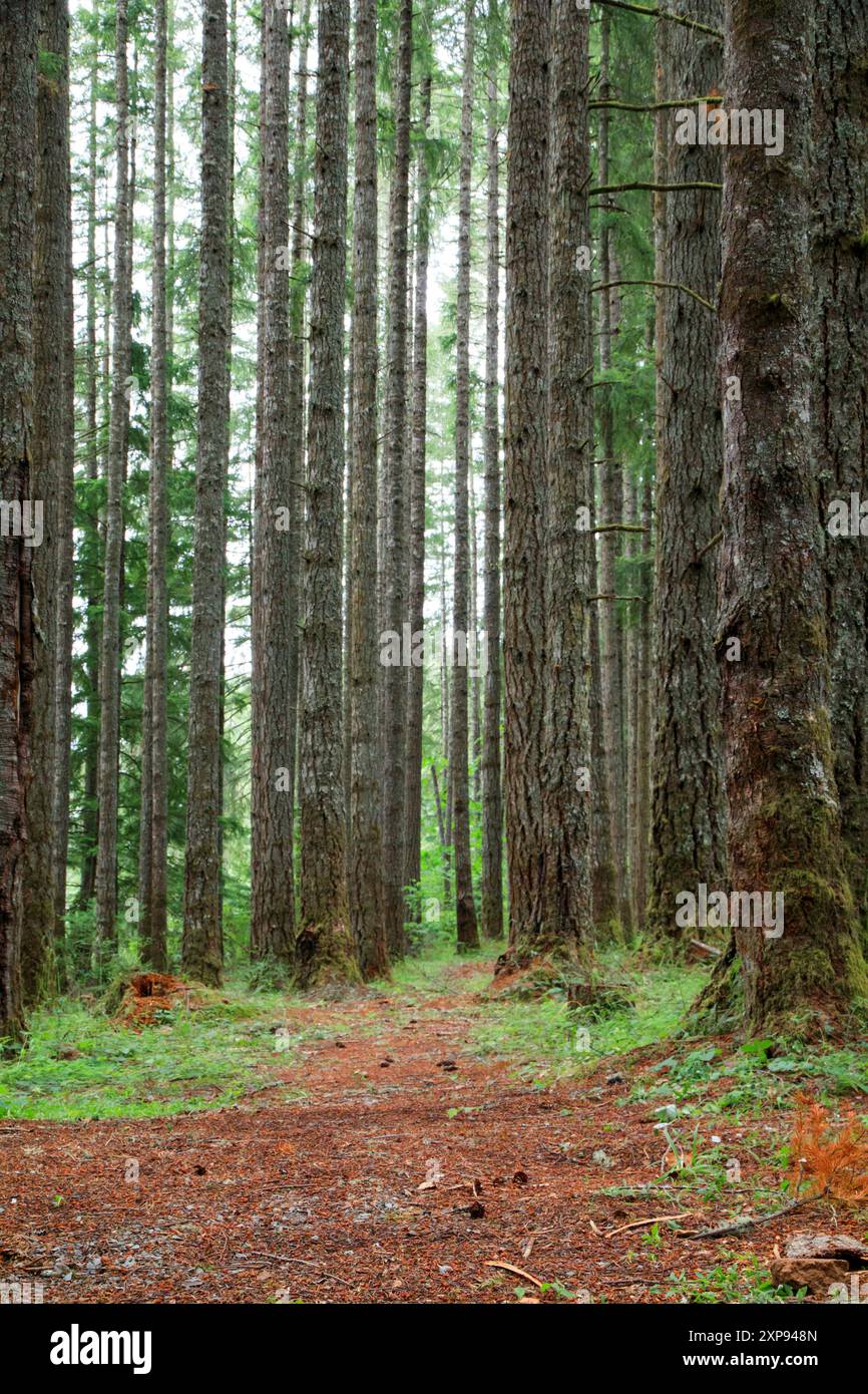 USA, Oregon, Springfield, Forest path, Fall Creek Lake Stock Photo - Alamy