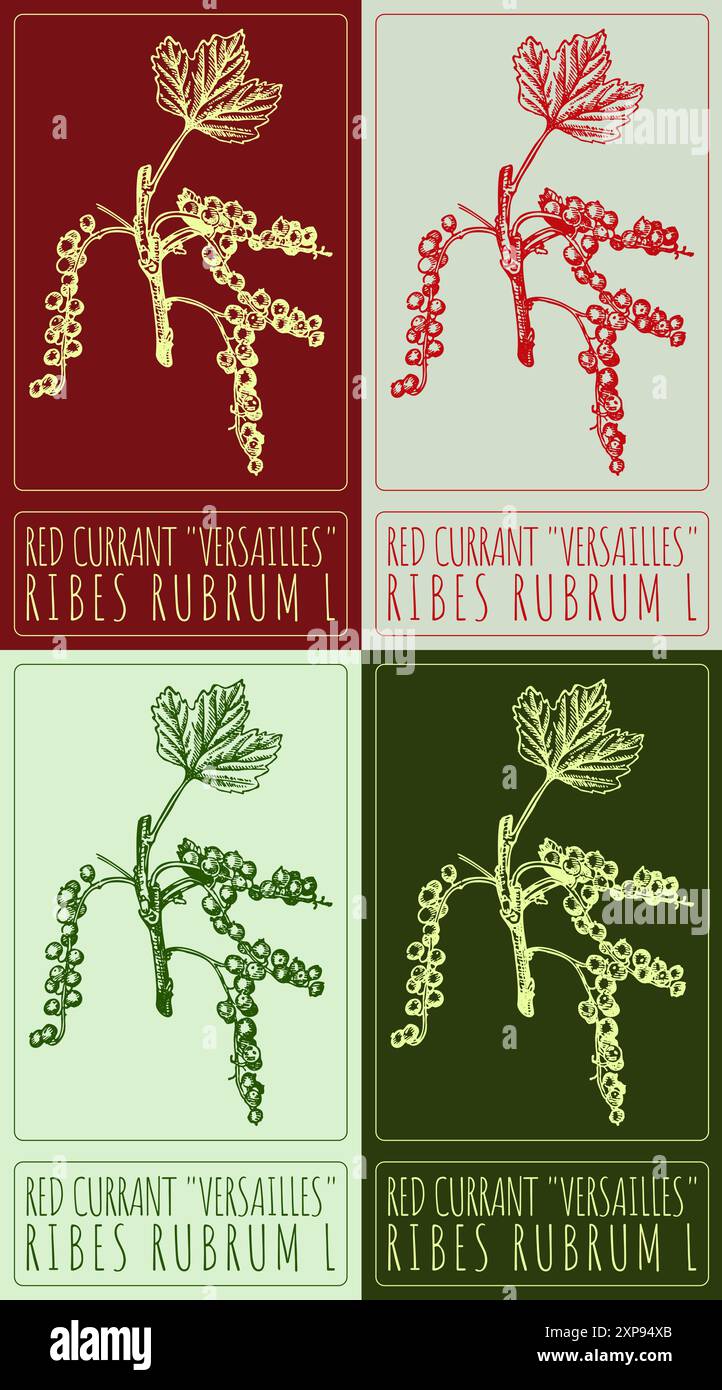 Set of vector drawing RED CURRANT VERSAILLES in various colors. Hand ...