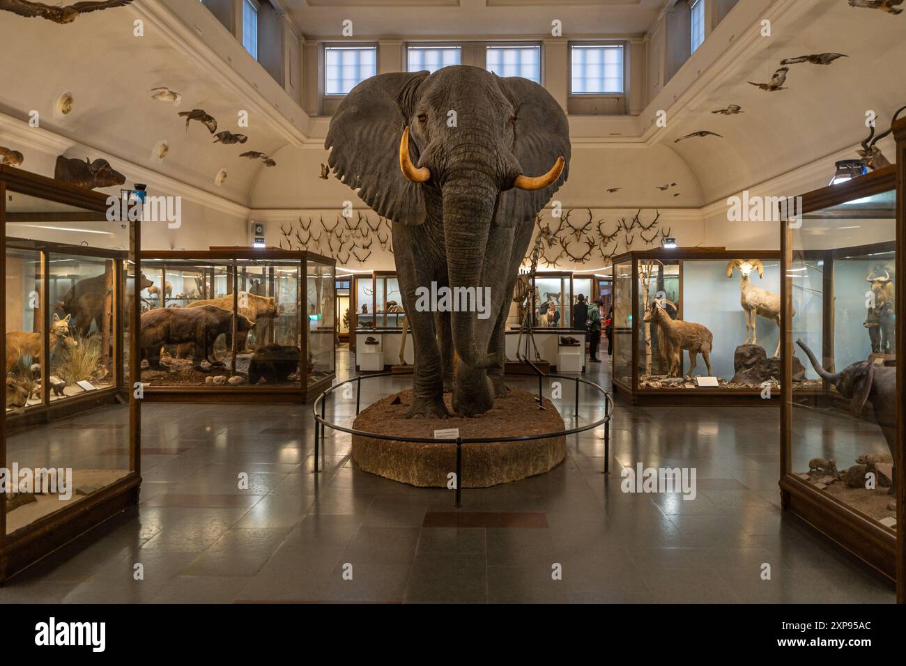 Gothenburg, Sweden, Jan. 5, 2024. Large elephant taxidermy display in ...
