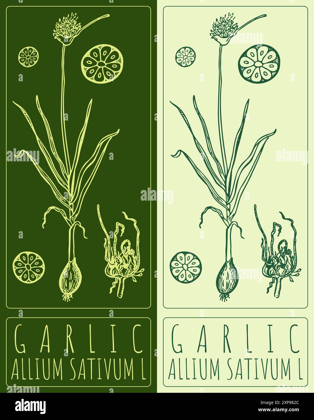 Vector drawing GARLIC. Hand drawn illustration. Latin name is ALLIUM ...