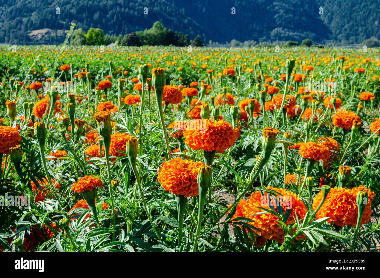 Marigold cultivation in a flower farm in the Fraser Valley, British ...