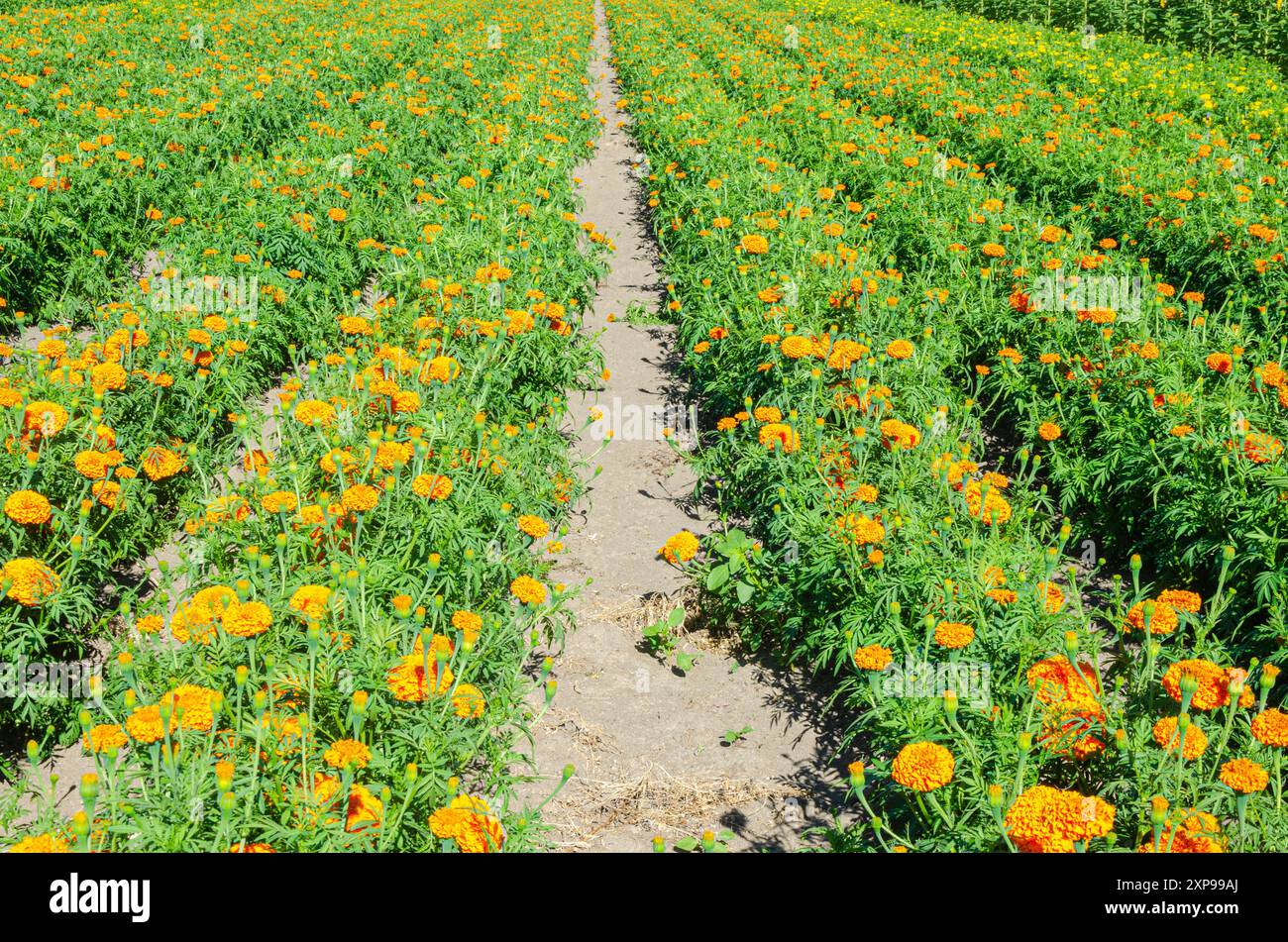 Flower farming background hi-res stock photography and images - Alamy