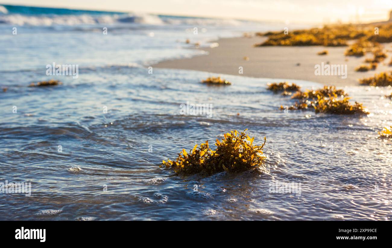 Horseshoe Bay Beach and Deep Bay Beach in Hamilton, Bermuda Stock Photo ...