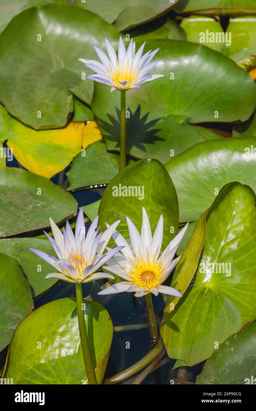 Nymphaea nouchali var. caerulea also known as Egyptian lotus, blue ...