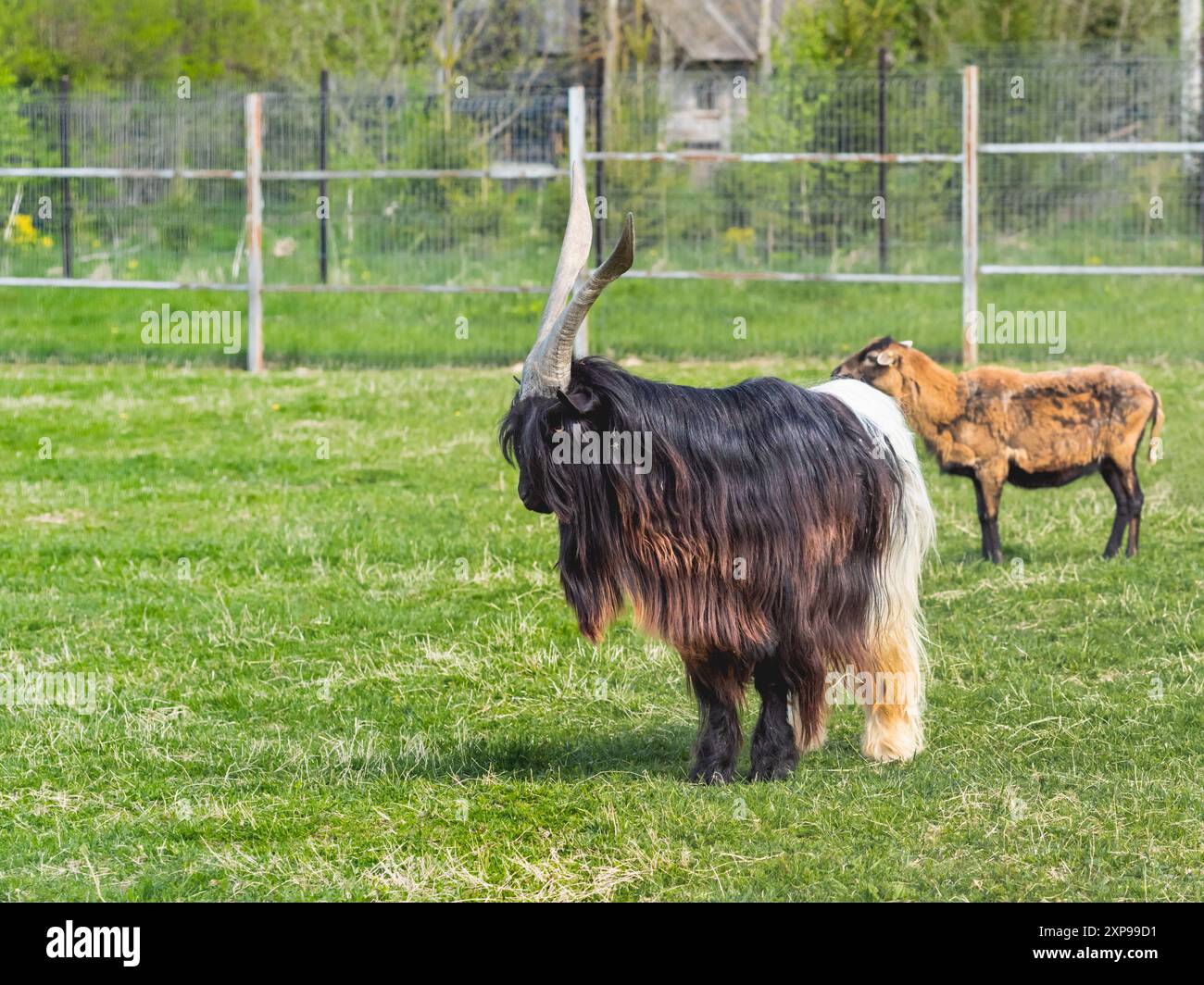 Capra Aegagrus Girgentana or Valais Black Goat. Furry farm animal in ...