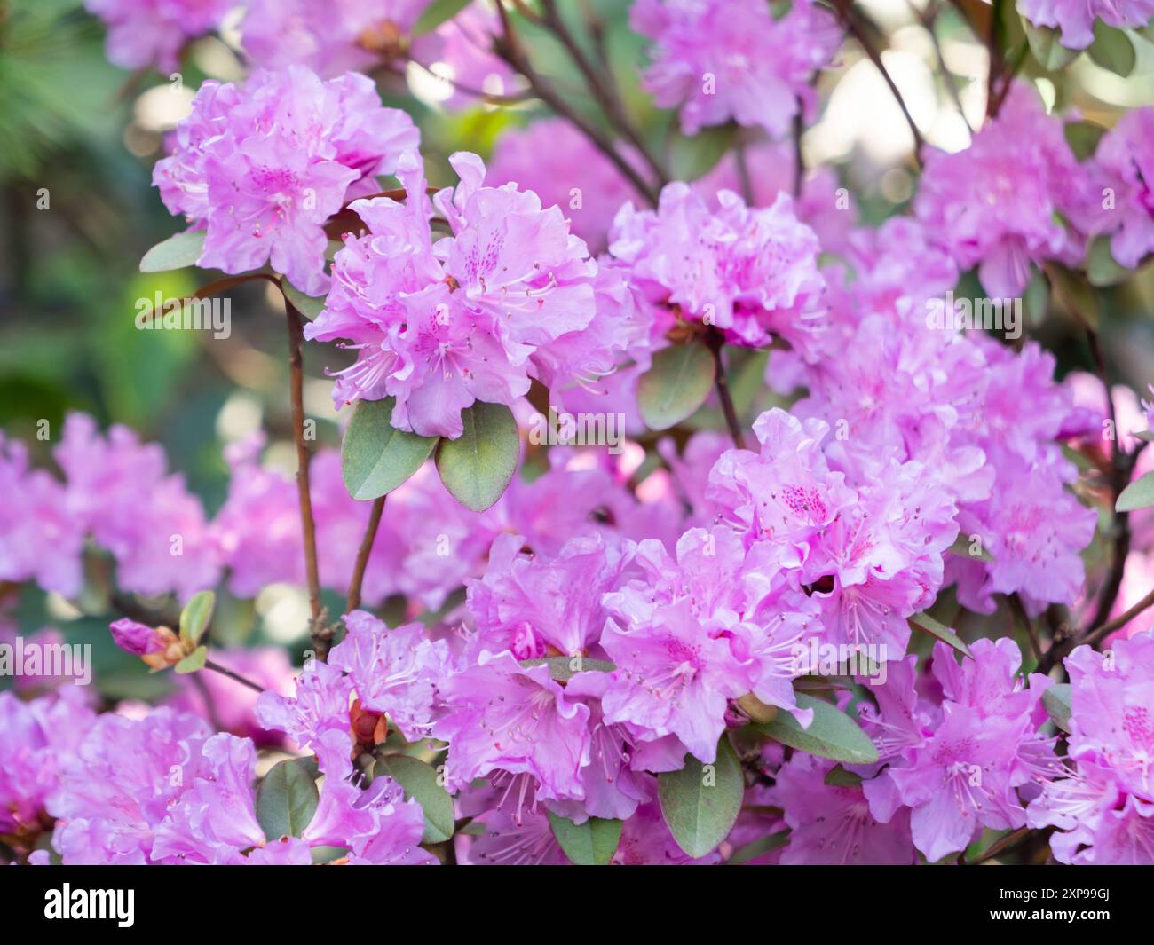 Bright pink Rhododendron in garden. Spring background with thickly ...