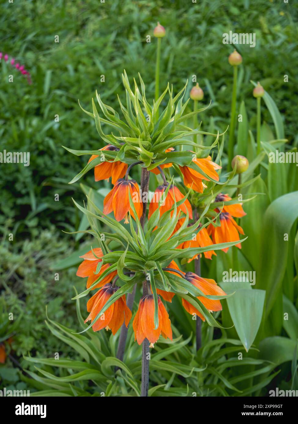 Orange flowers of Fritillaria imperialis, crown imperial, imperial ...