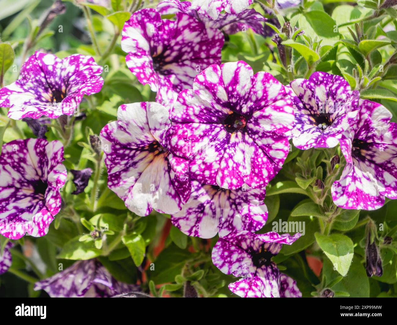 Natural summer background with spotted blooming petunias. Purple ...