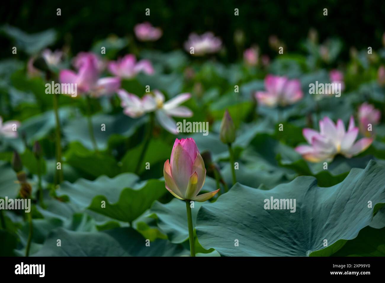 A lotus flower is seen in the interiors of the world famous Dal lake ...