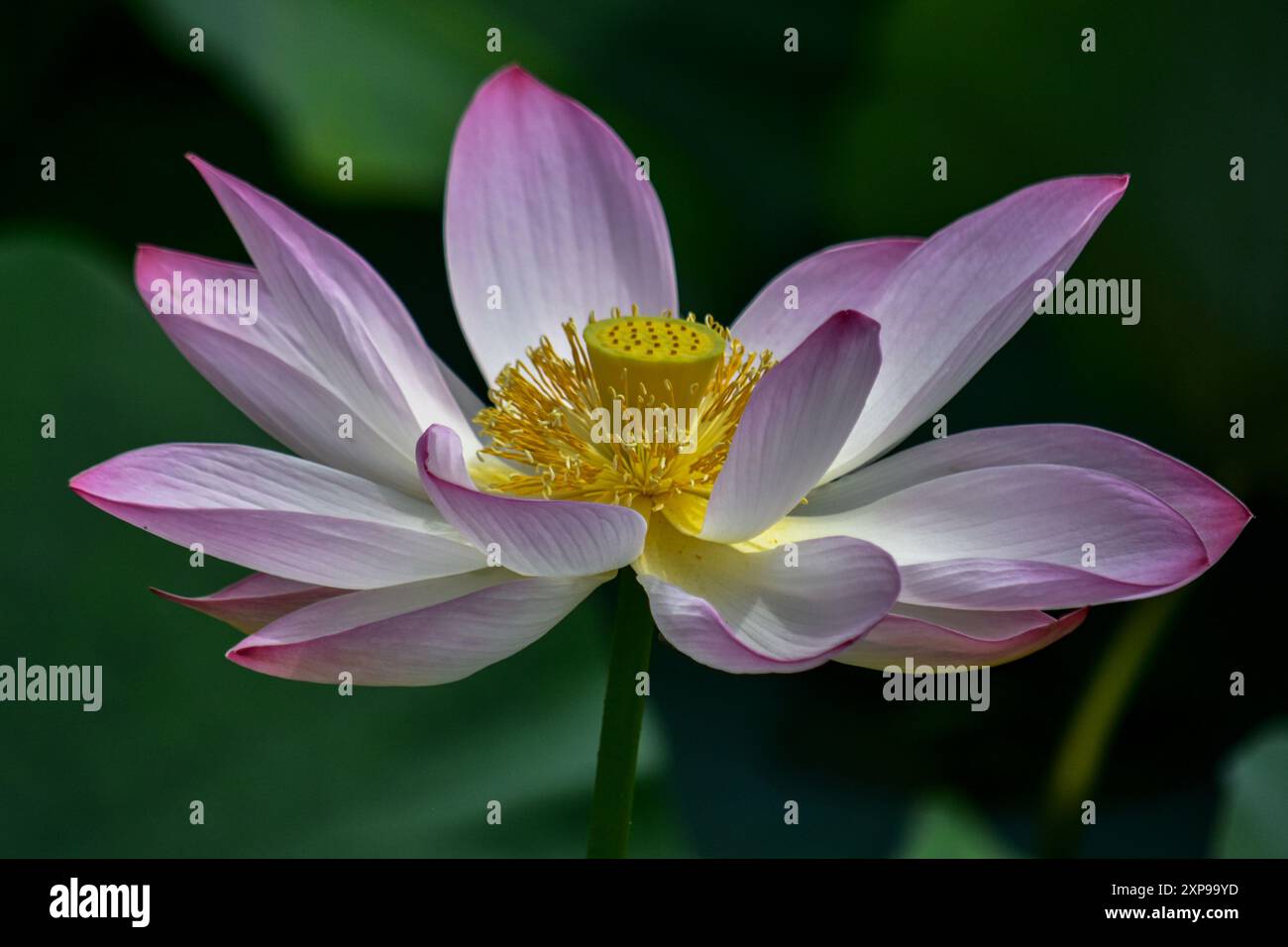 A Lotus flower is seen in full bloom at the floating garden in the ...