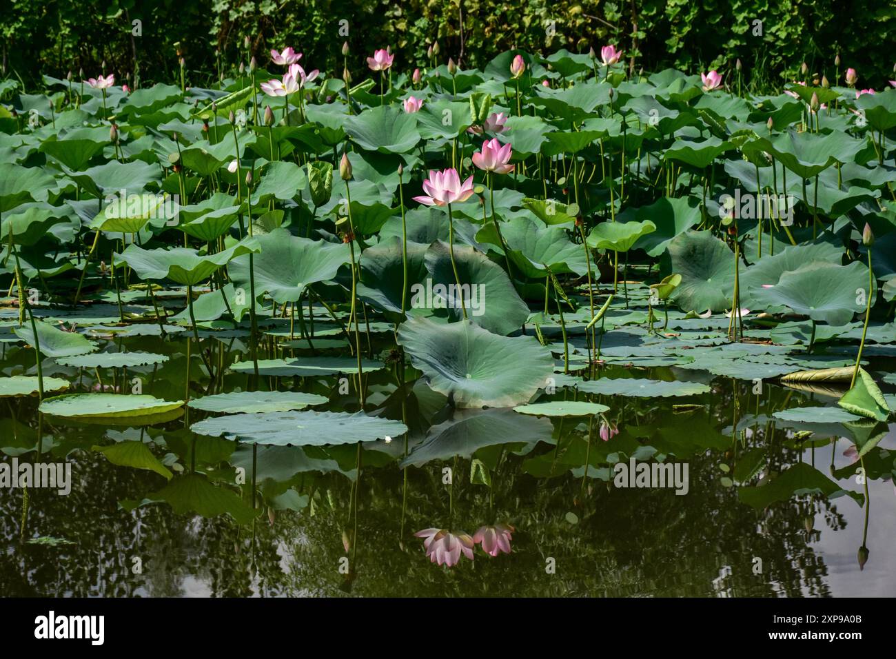 Lotus flowers are seen in full bloom at the floating garden in the ...