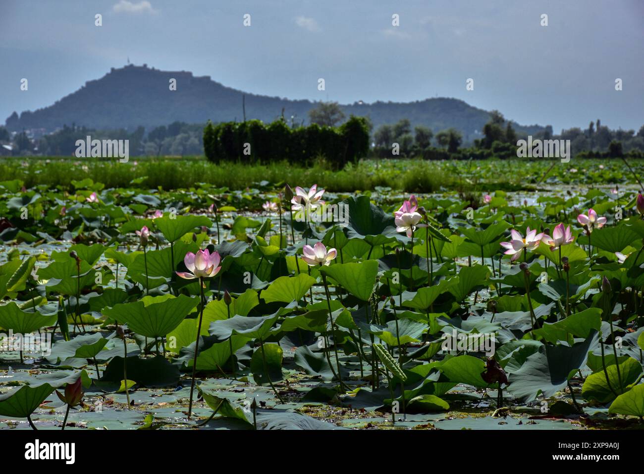 Lotus flowers are seen in full bloom at the floating garden in the ...