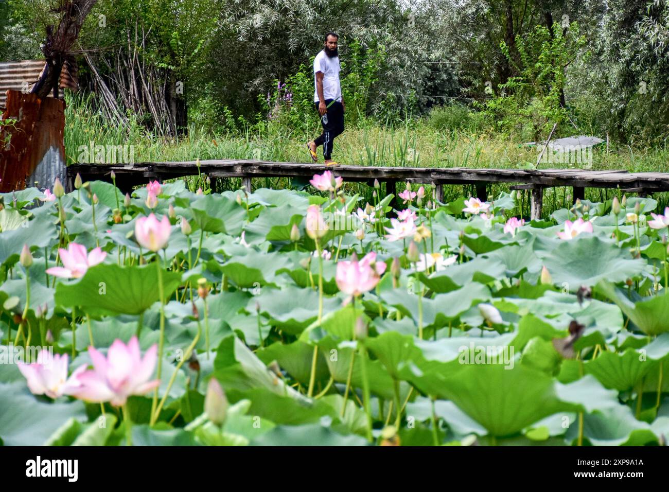 A resident walks past the blooming lotus flowers floating in the ...