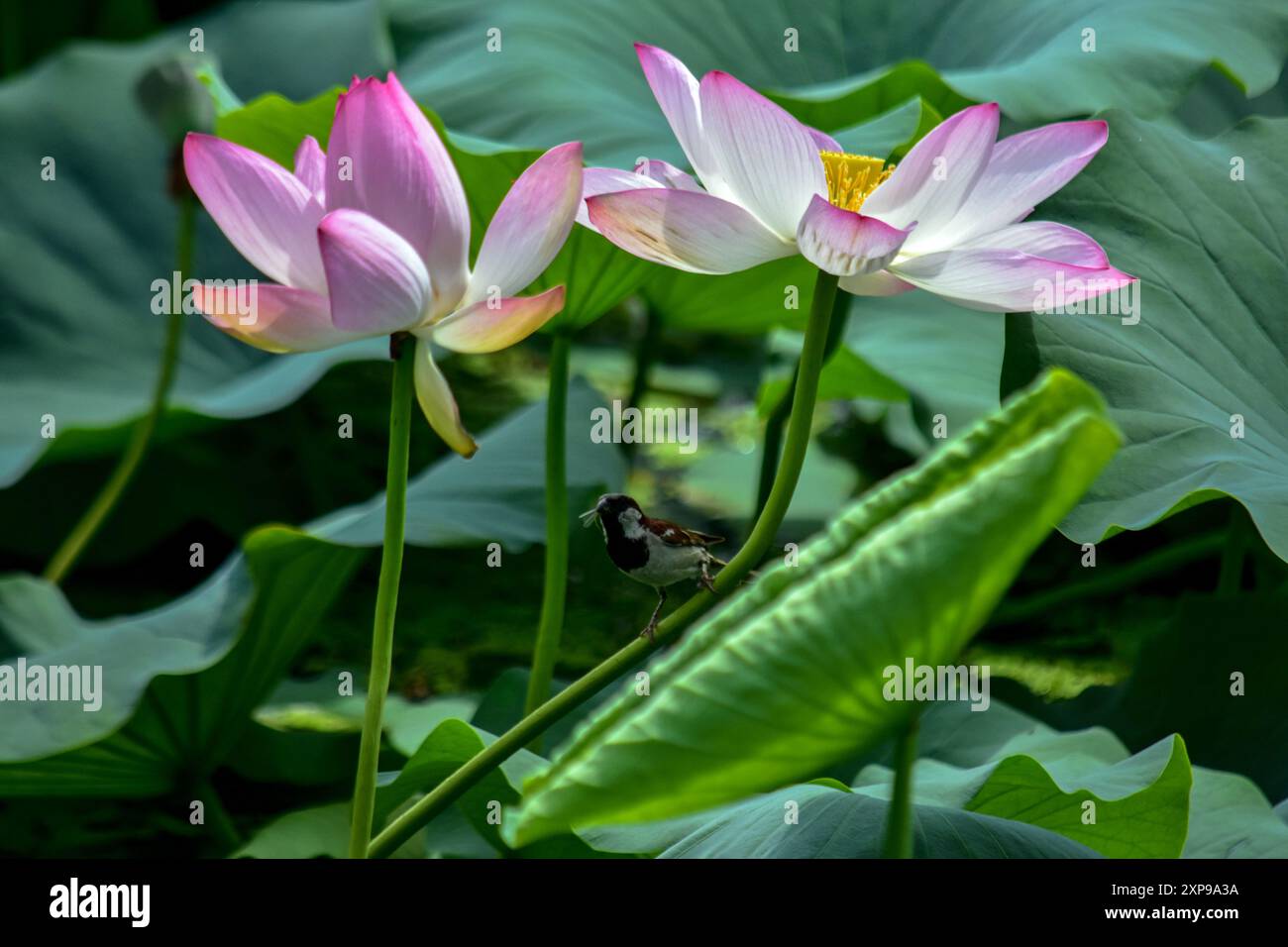 A bird rests on the blooming lotus flowers in the interiors of the ...