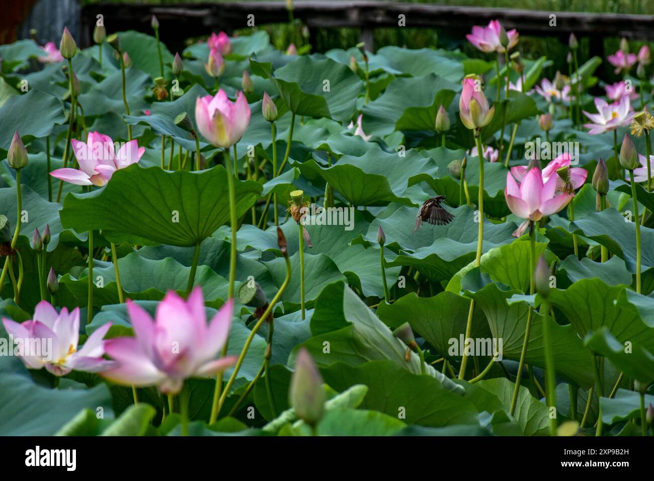 A bird flies near the blooming lotus flowers in the interiors of the ...