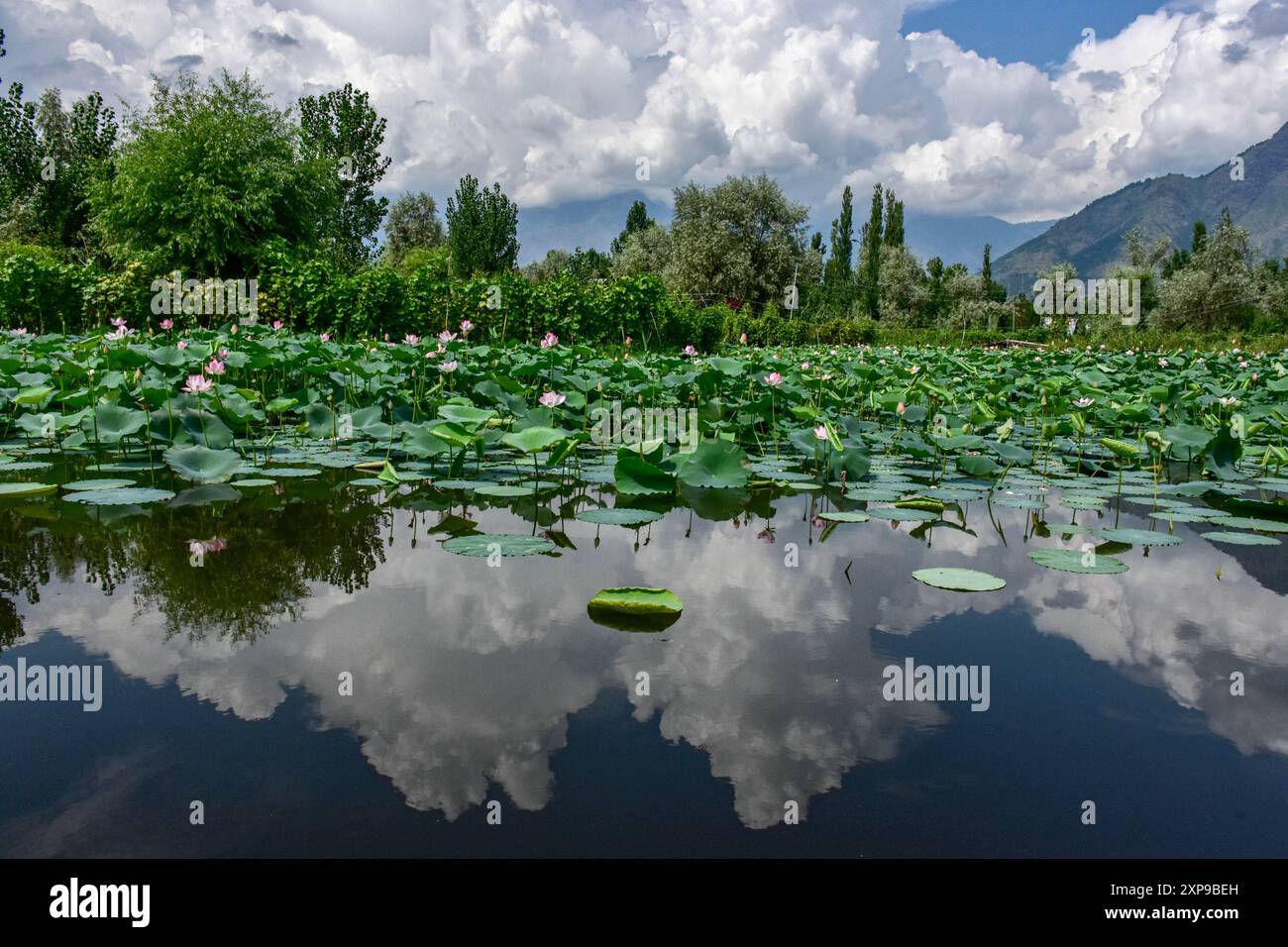Srinagar, India. 4th Aug, 2024. Lotus flowers are seen in full bloom at ...