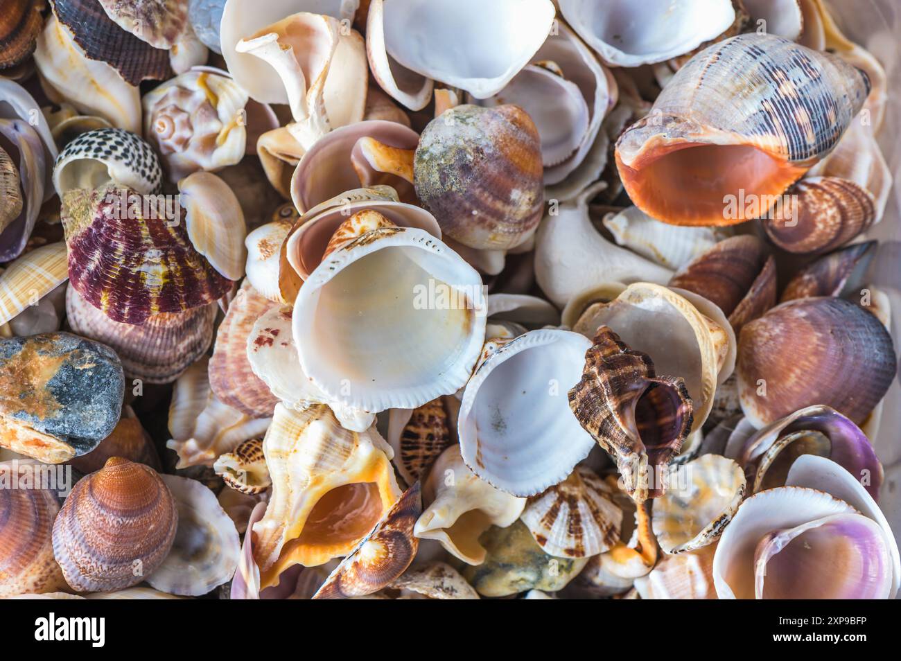 Lots of seashells and pebbles on a white background 1 Stock Photo - Alamy