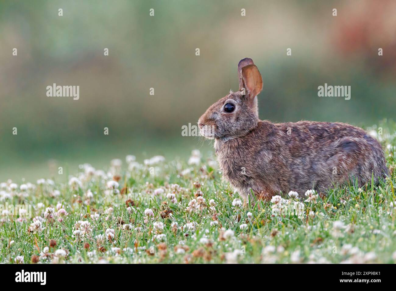 Eastern Cottontail rabbit in clover Stock Photo - Alamy