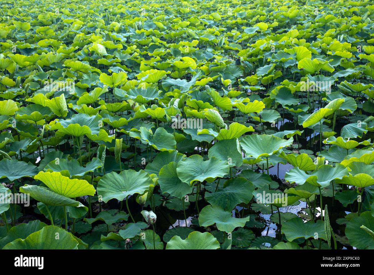 Shinobazu Pond Ueno Park Tokyo Japan Stock Photo - Alamy