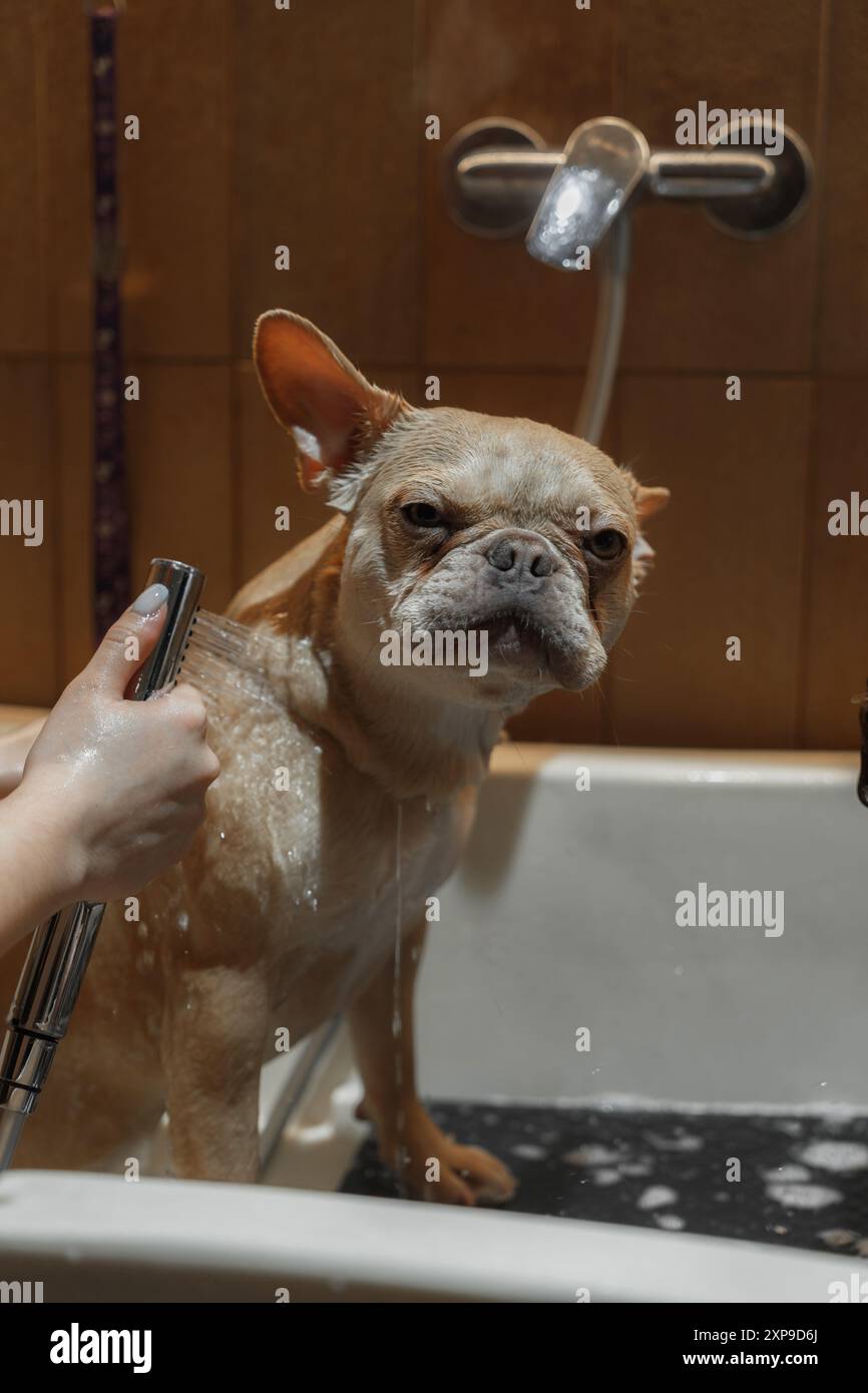 French Bulldog Taking a Bath in a Modern Bathroom During Late Afternoon ...