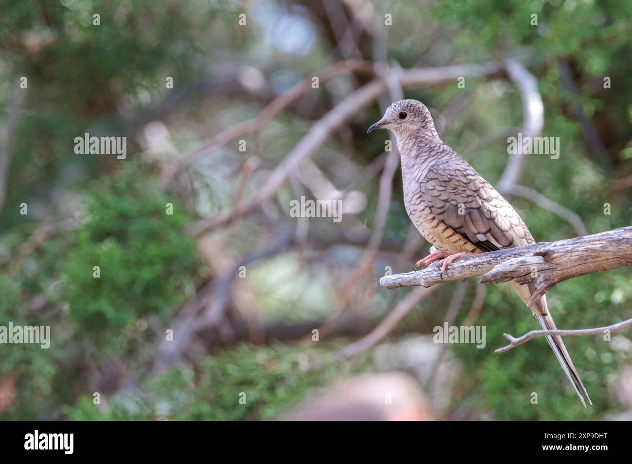 Dove inca hi-res stock photography and images - Alamy
